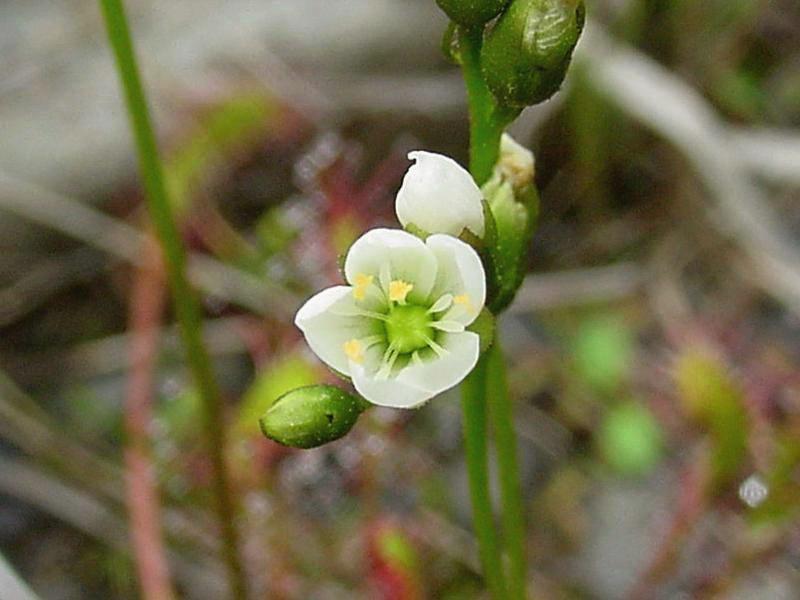 Digital Flora of Newfoundland and Labrador. Droseraceae: Sundew Family ...