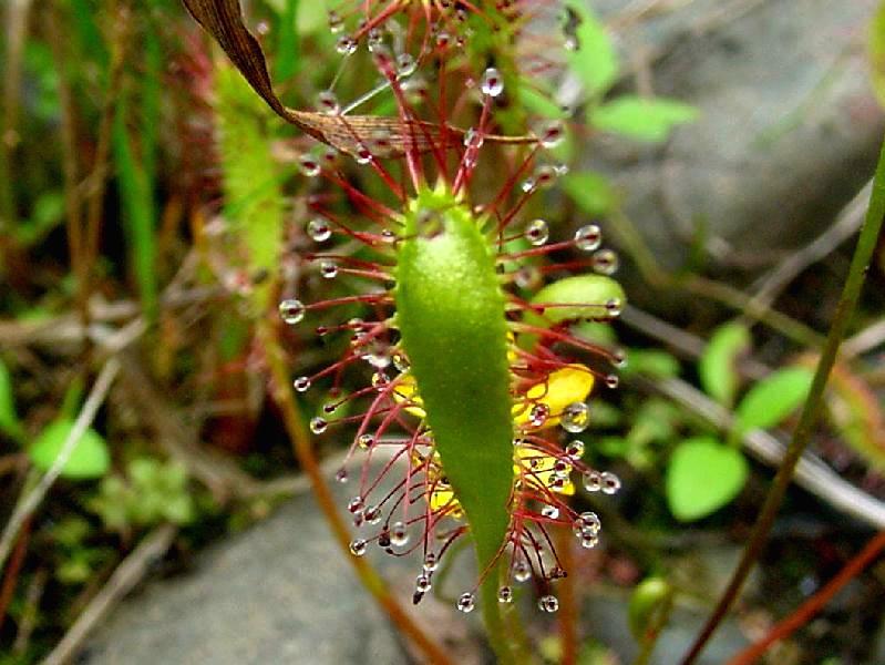 Digital Flora of Newfoundland and Labrador. Droseraceae: Sundew Family ...