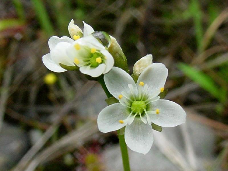 Digital Flora of Newfoundland and Labrador. Droseraceae: Sundew Family ...