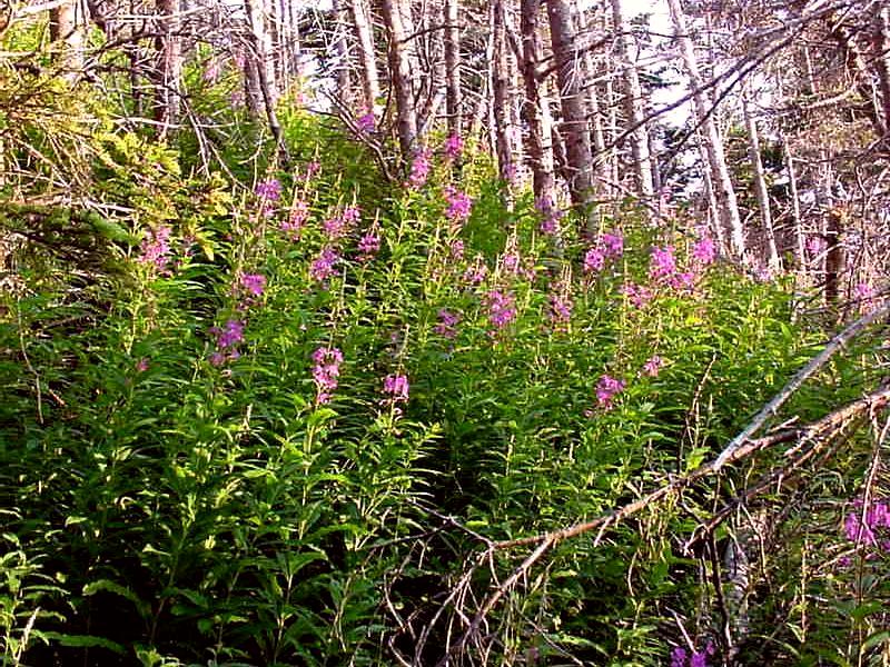 Digital Flora of Newfoundland and Labrador. Onagraceae: Evening ...
