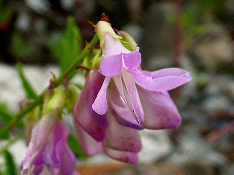 Digital Flora of Newfoundland and Labrador. Fabaceae: Pea Family. Open ...