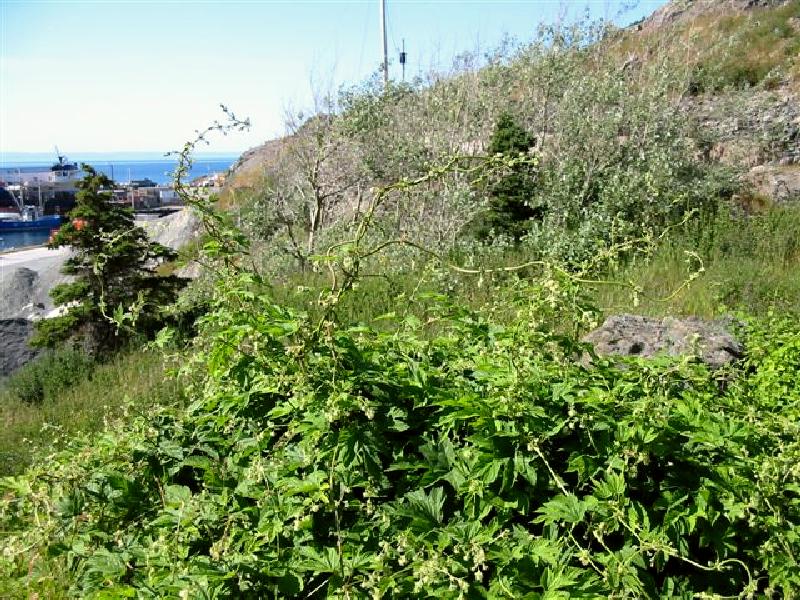 Digital Flora of Newfoundland and Labrador. Cannabaceae: Hemp Family ...