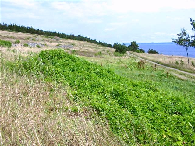 Digital Flora of Newfoundland and Labrador. Cannabaceae: Hemp Family ...