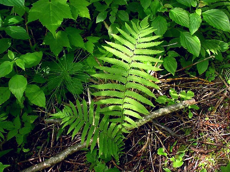 Digital Flora of Newfoundland and Labrador. Onocleaceae: Sensitive Fern ...