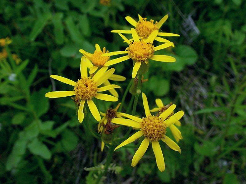 Digital Flora of Newfoundland and Labrador. Genus Packera: Ragworts ...