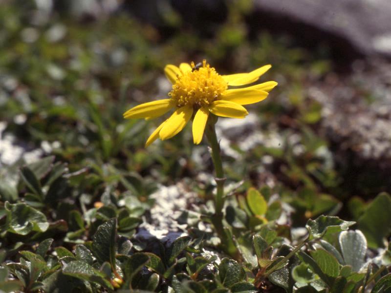 Digital Flora of Newfoundland and Labrador. Genus Packera: Ragworts ...