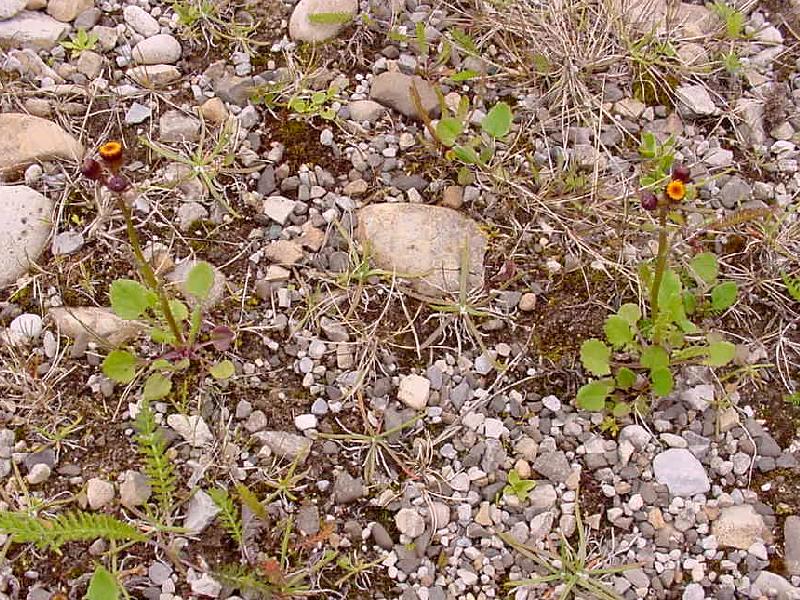 Digital Flora of Newfoundland and Labrador. Genus Packera: Ragworts ...