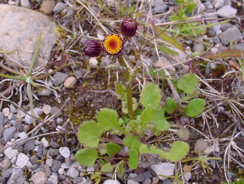Digital Flora of Newfoundland and Labrador. Genus Packera: Ragworts ...