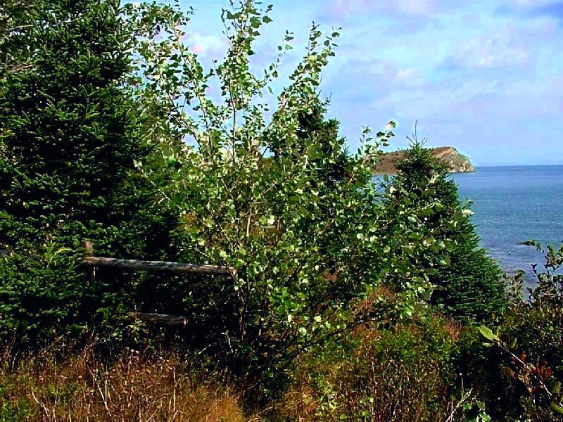Digital Flora of Newfoundland and Labrador. Salicaceae: Willow Family ...