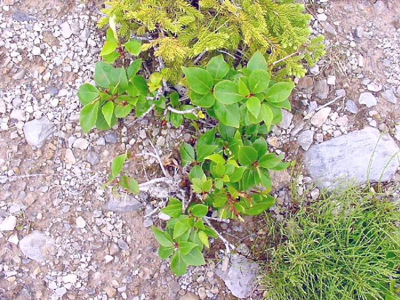Digital Flora of Newfoundland and Labrador. Salicaceae: Willow Family ...
