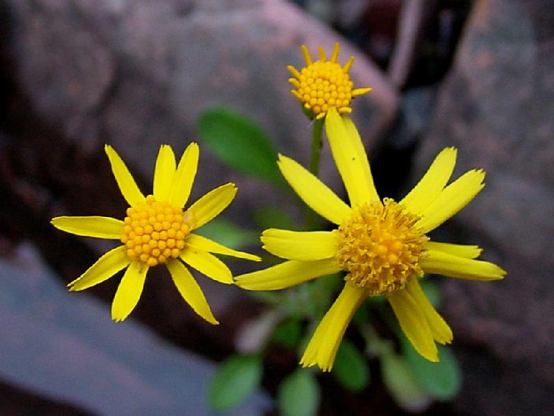 Digital Flora of Newfoundland and Labrador. Genus Packera: Ragworts ...
