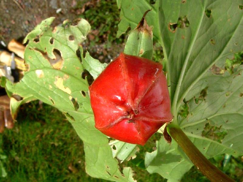 Digital Flora of Newfoundland and Labrador. Melanthiaceae: Melanthium ...