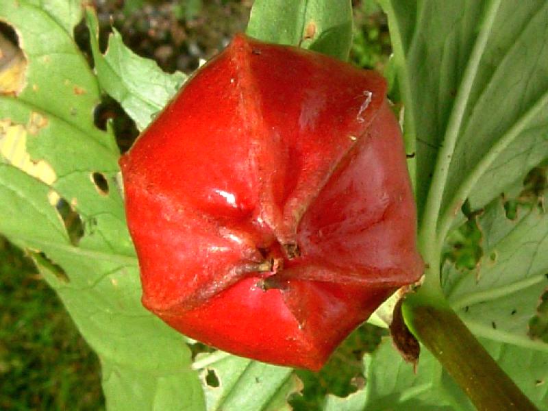 Digital Flora of Newfoundland and Labrador. Melanthiaceae: Melanthium ...