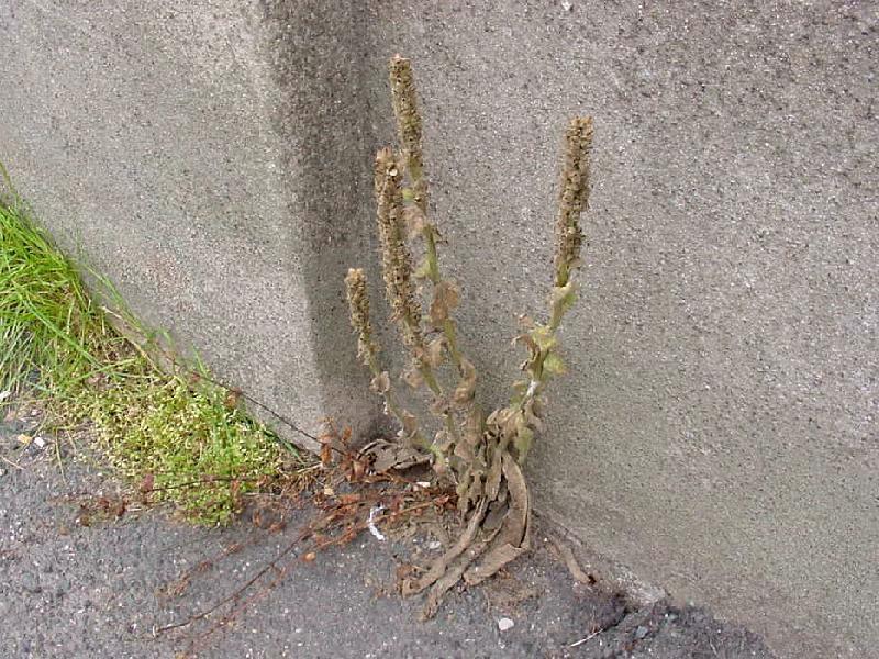 Digital Flora of Newfoundland and Labrador. Scrophulariaceae: Figwort ...