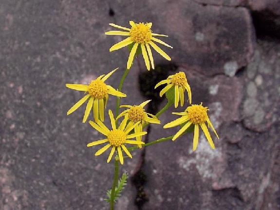 Digital Flora of Newfoundland and Labrador. Genus Packera: Ragworts ...