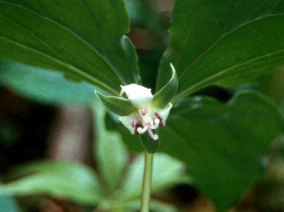 Digital Flora of Newfoundland and Labrador. Melanthiaceae: Melanthium ...