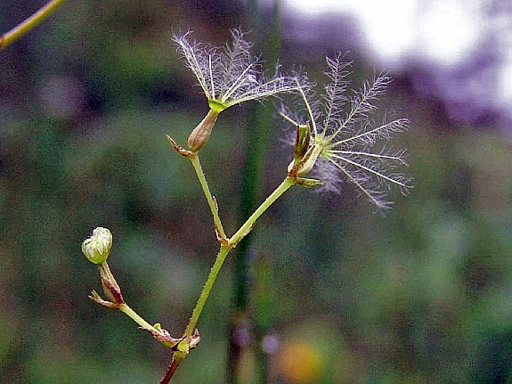 Digital Flora of Newfoundland and Labrador. Caprifoliaceae: Honeysuckle ...